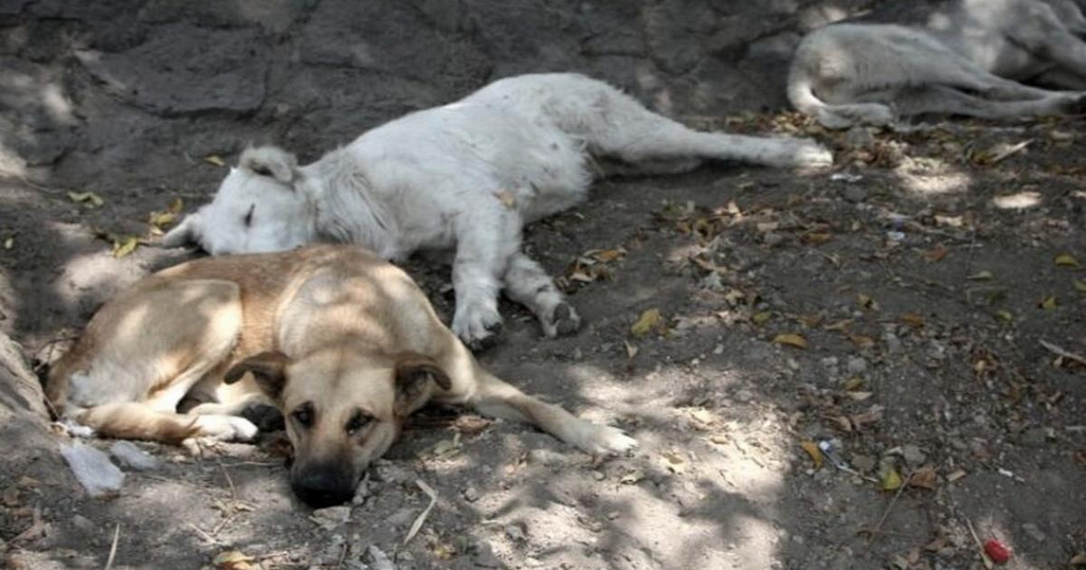 Amigos de los Perros realizará croquetón – Noticias de Cuautla