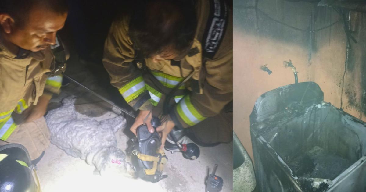 Rescatan bomberos de Cuautla a perrito de incendio de una casa en ...